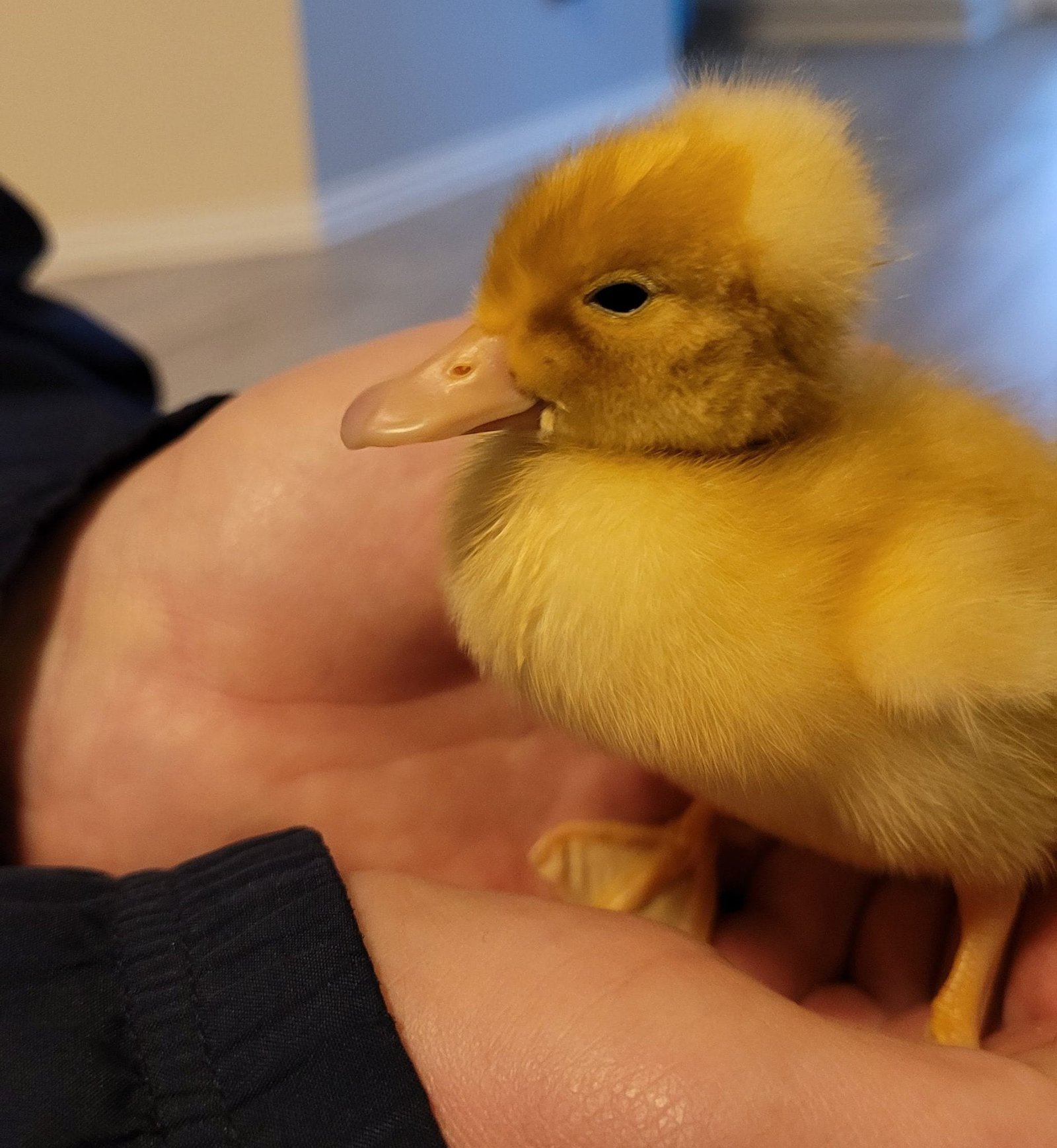 Hatching Ducklings Like a Pro: Step-by-Step Incubation & Brooder Guide!