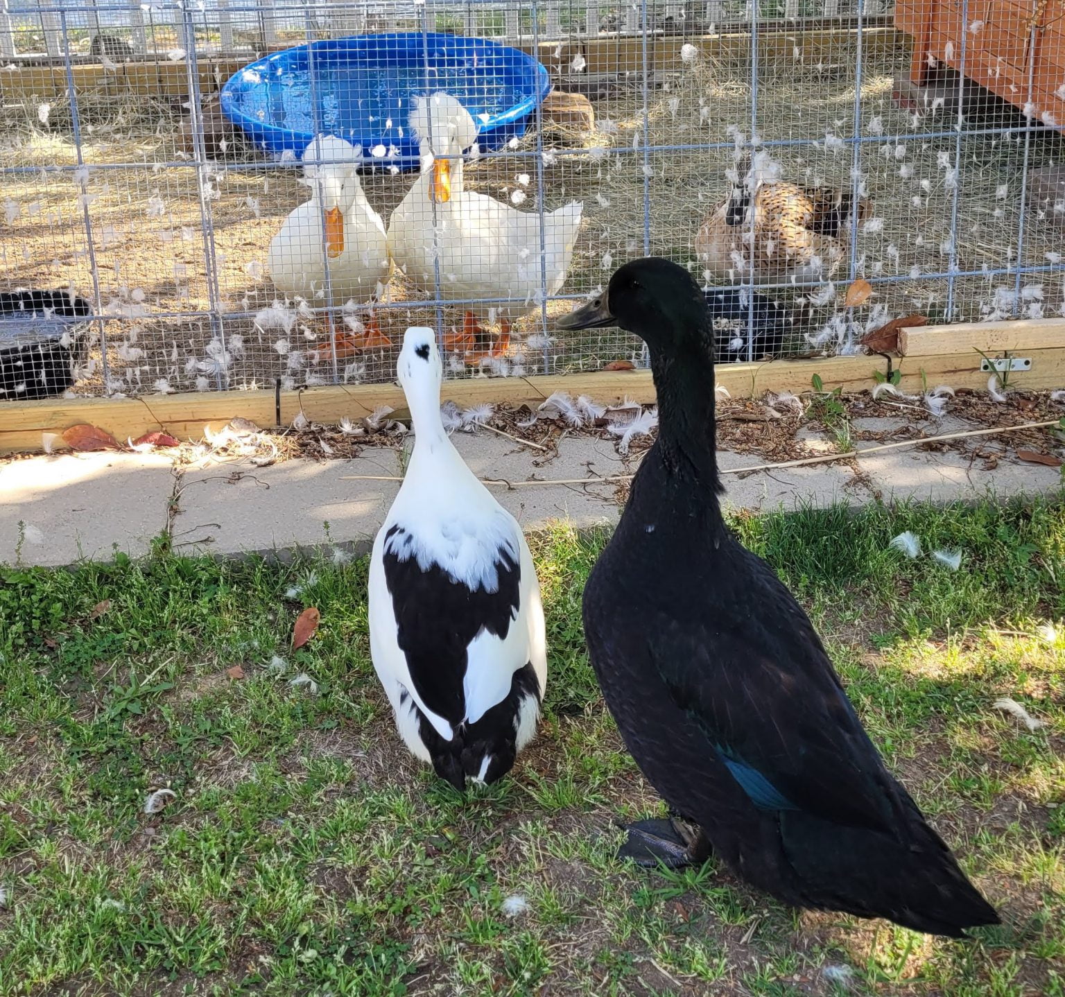 Introducing New Ducks: How to Expand Your Flock Without Drama