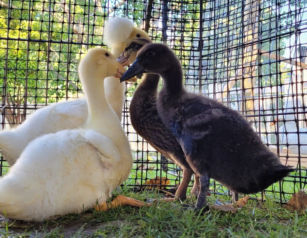 16 Common Duck Health Conditions You Should Know About