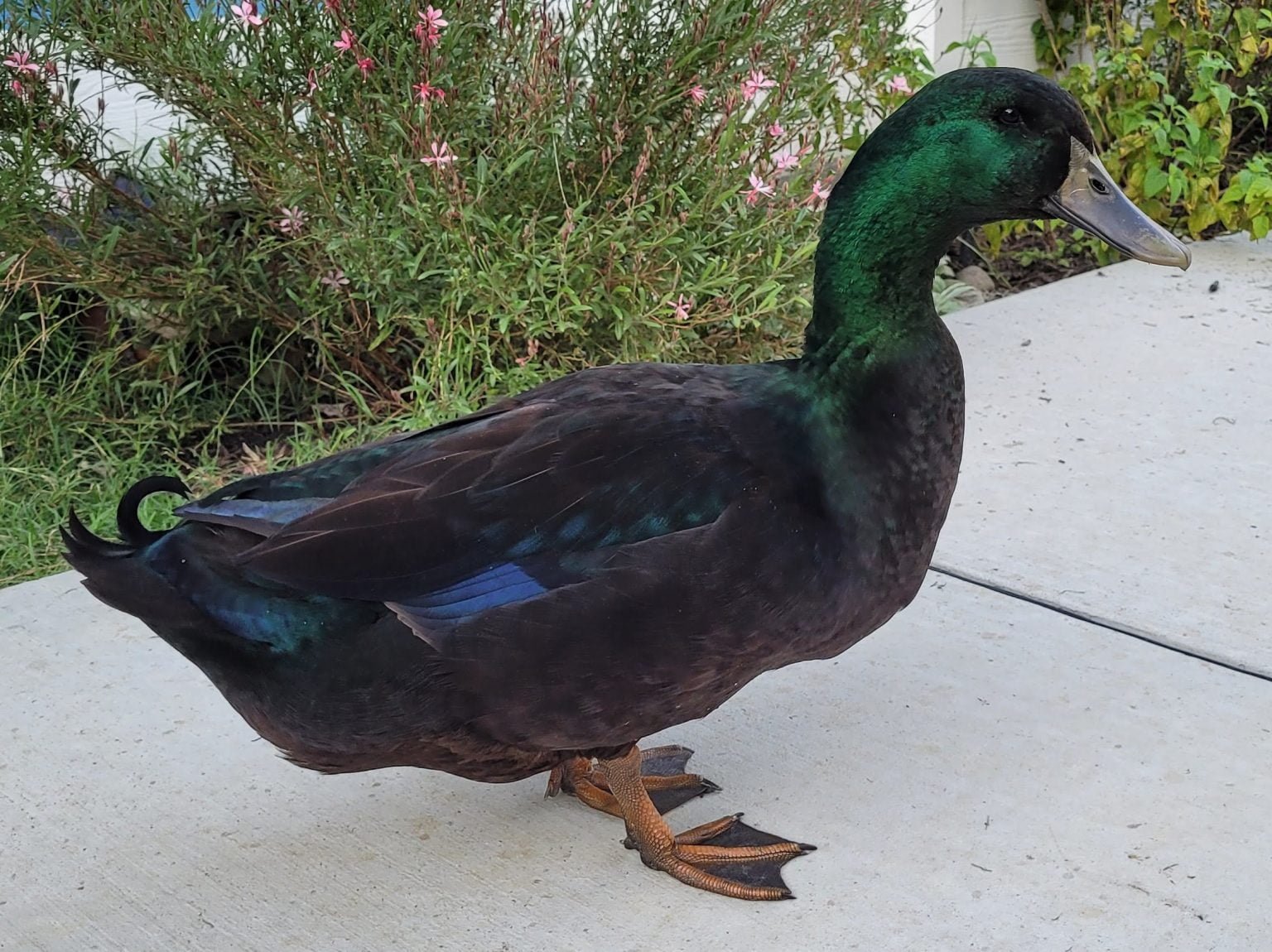 Cayuga Ducks: The Beautiful Black Duck Breed