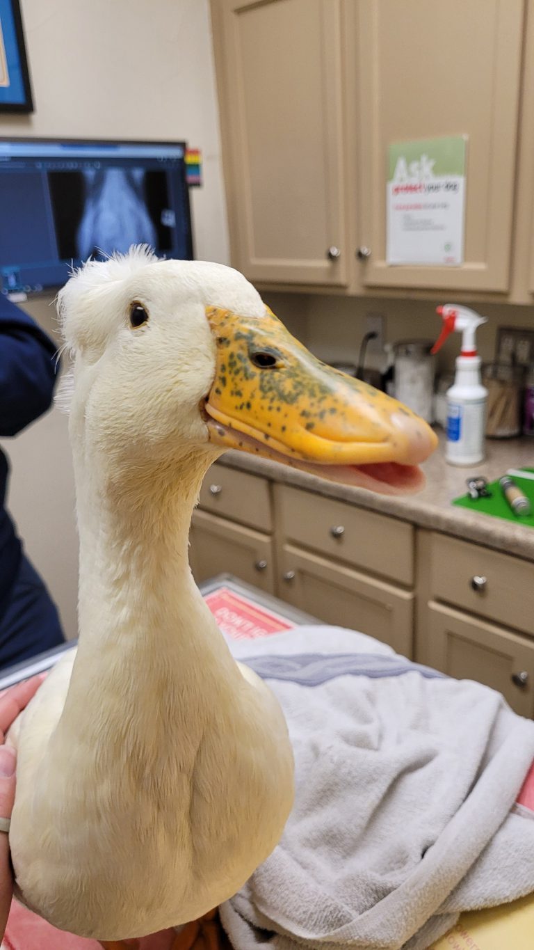 12 Things to Know BEFORE Getting Pet Ducks