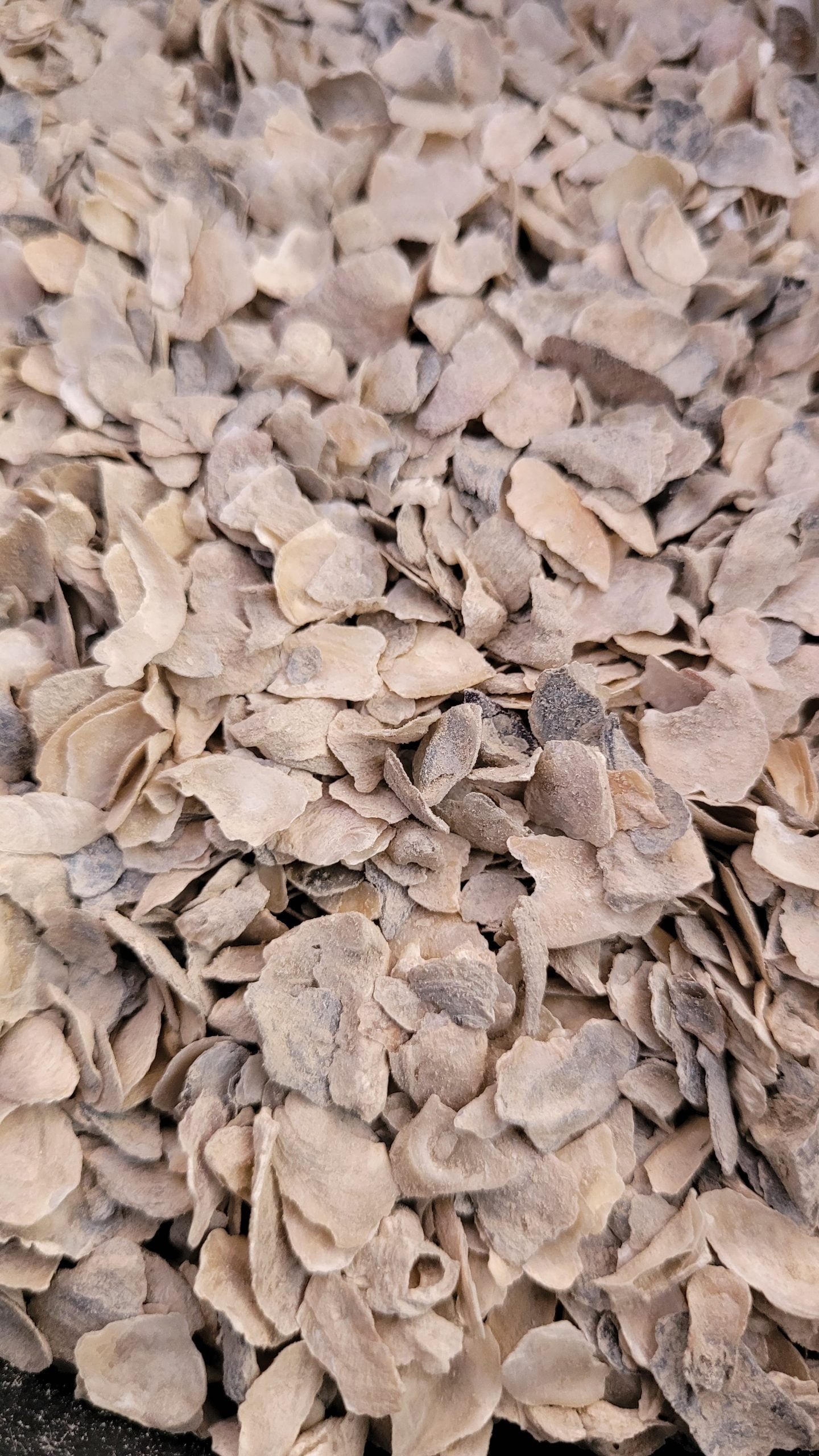 Why Scratch and Peck Oyster Shells Are a Must-Have for Every Duck Owner