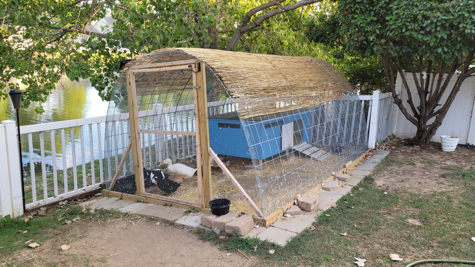 Creating the Perfect Home for Your Pet Ducks: Housing, Space, and ...