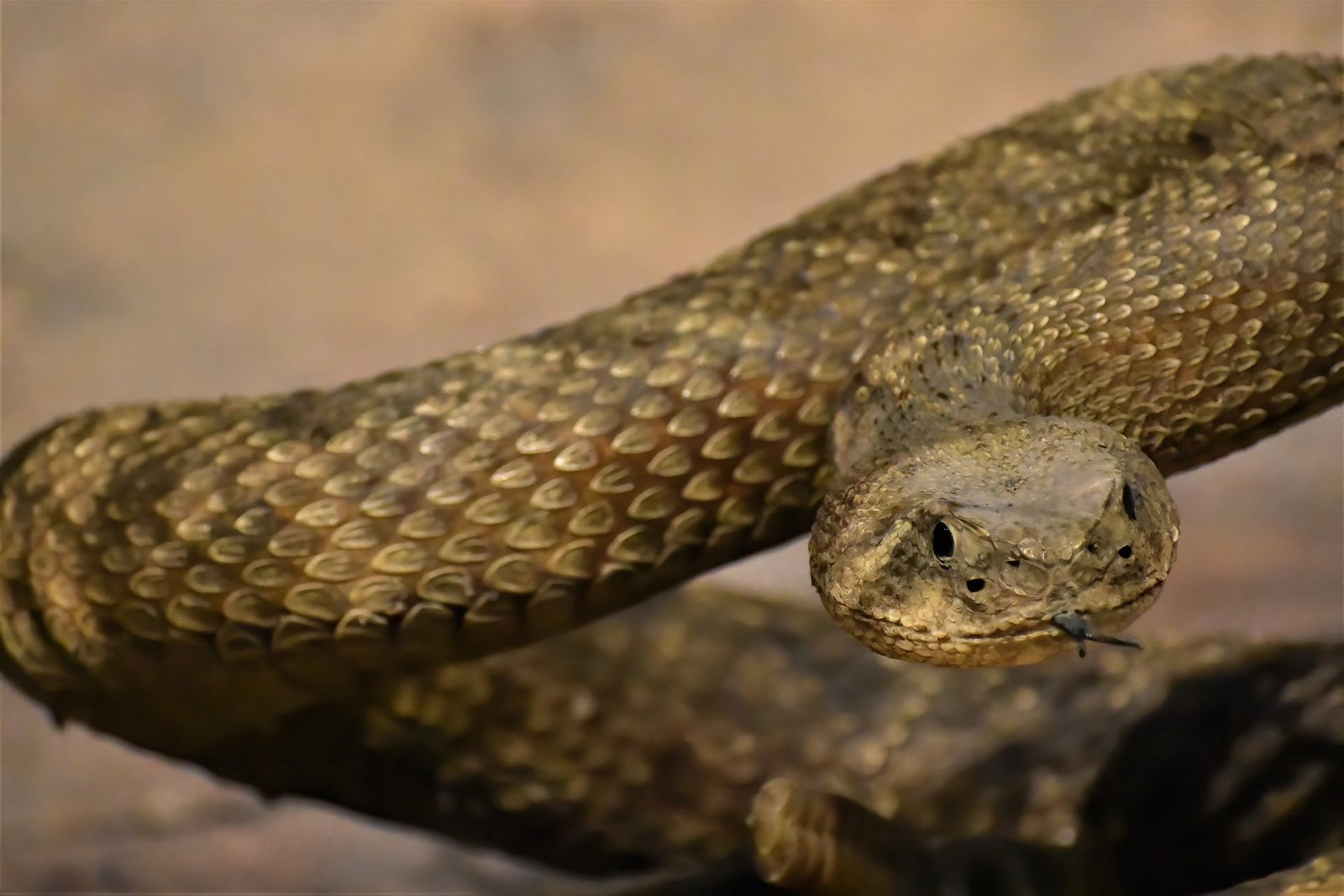 17 Duck Predators - Common And Not-So-Common Ones