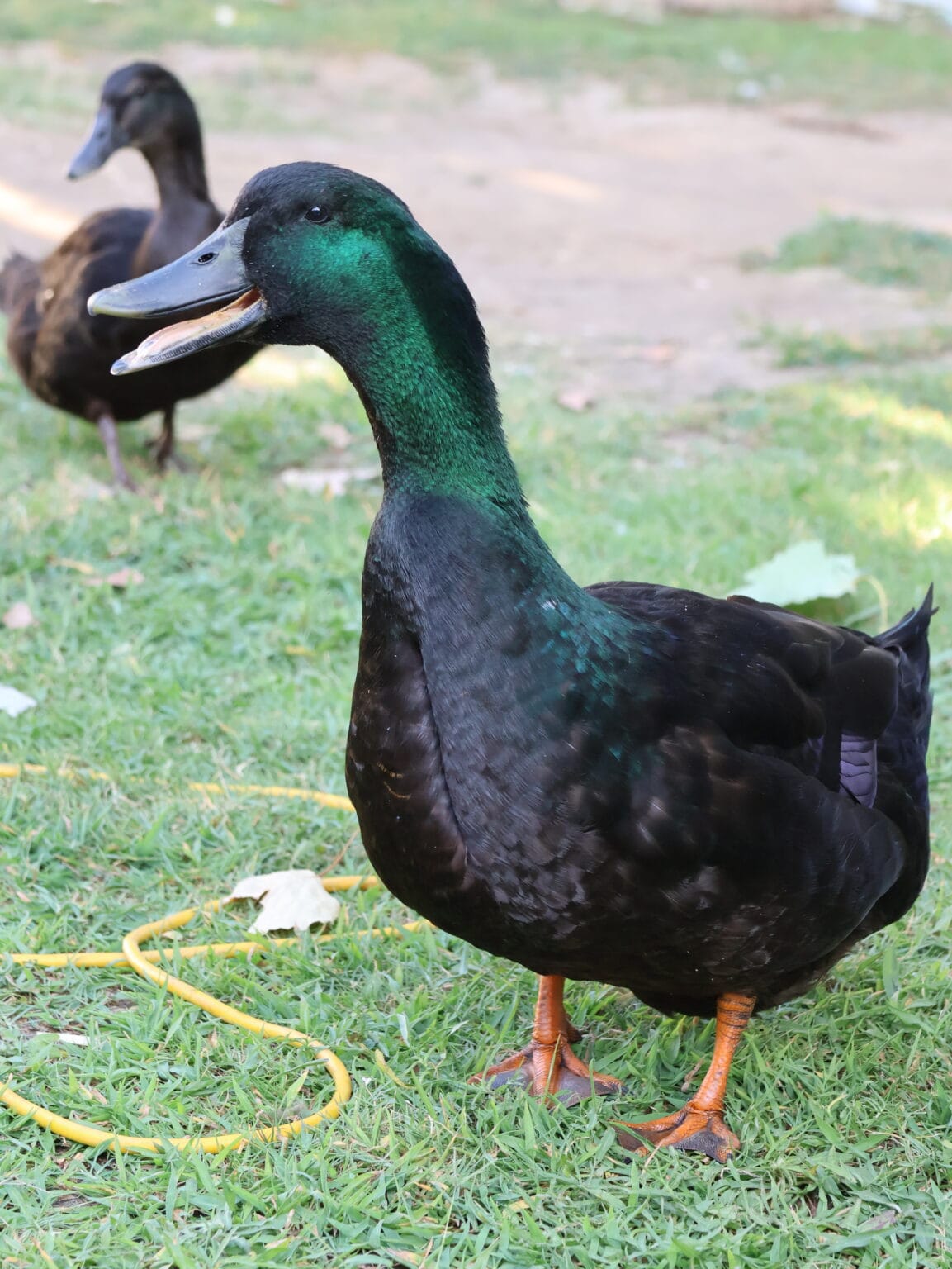 Cayuga Ducks: The Beautiful Black Duck Breed