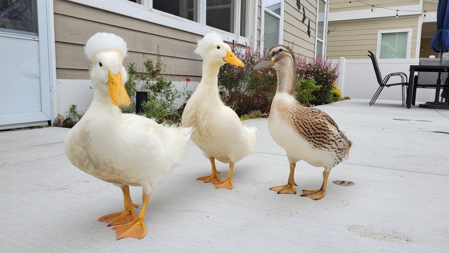 How Old Is My Duck in Human Years? A Guide to Duck Life Stages