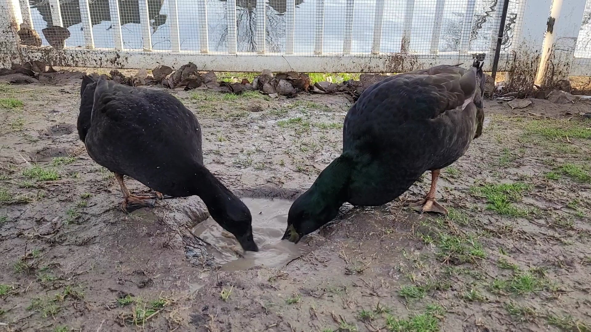 12 Things to Know BEFORE Getting Pet Ducks