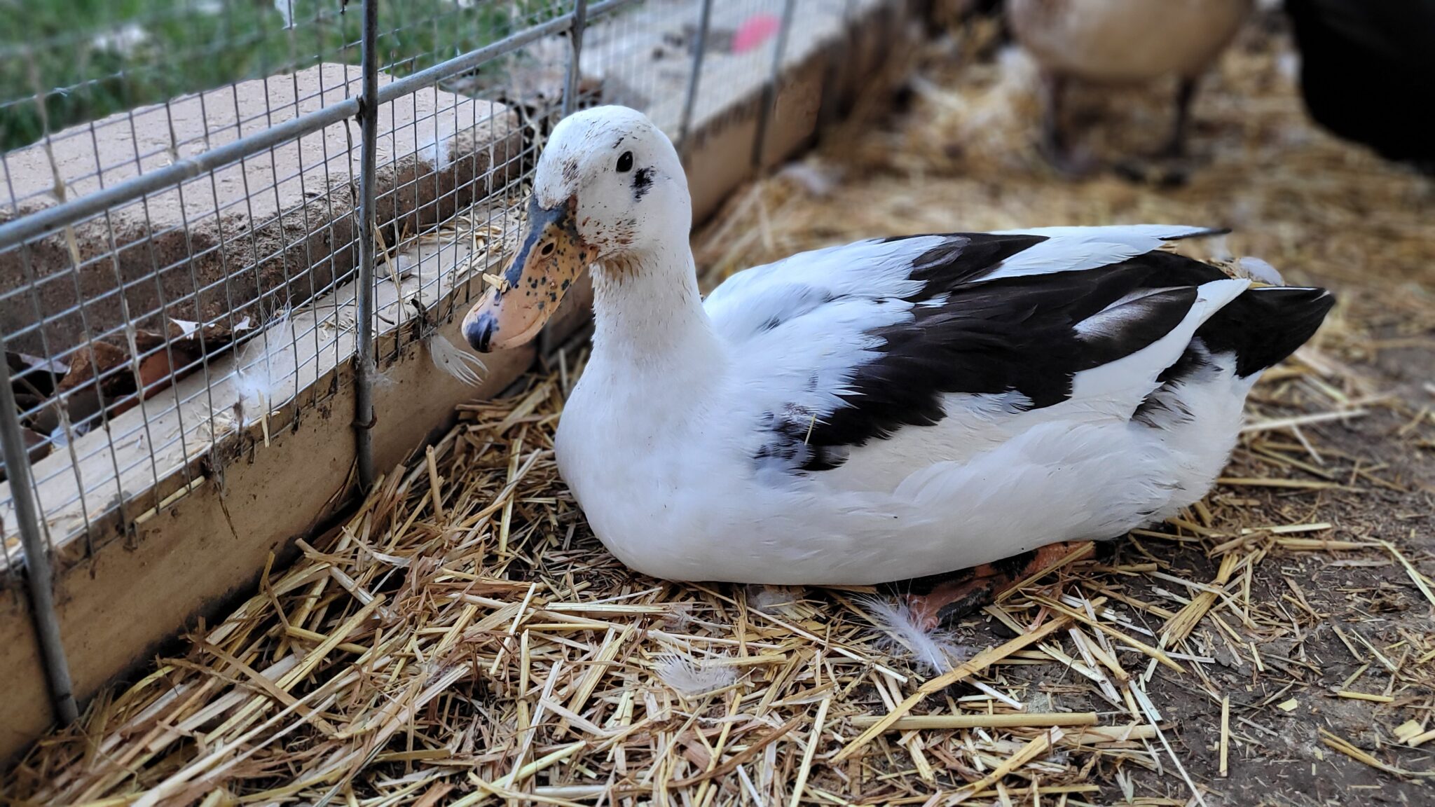 Ancona Duck - A Rare Duck Breed