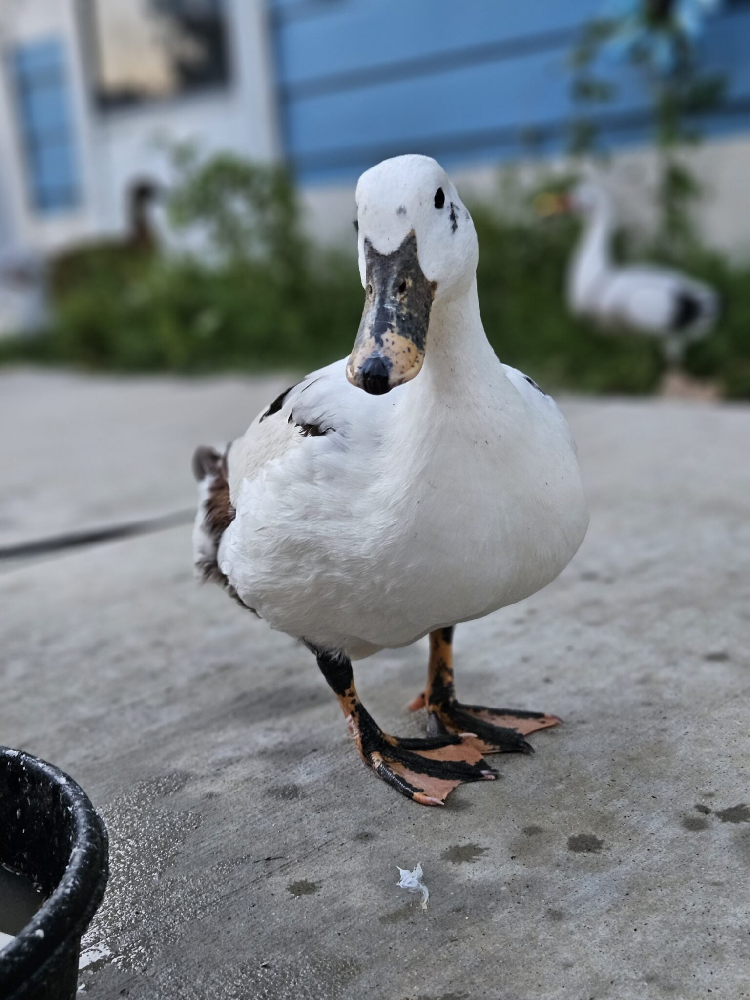 Ancona Duck - A Rare Duck Breed