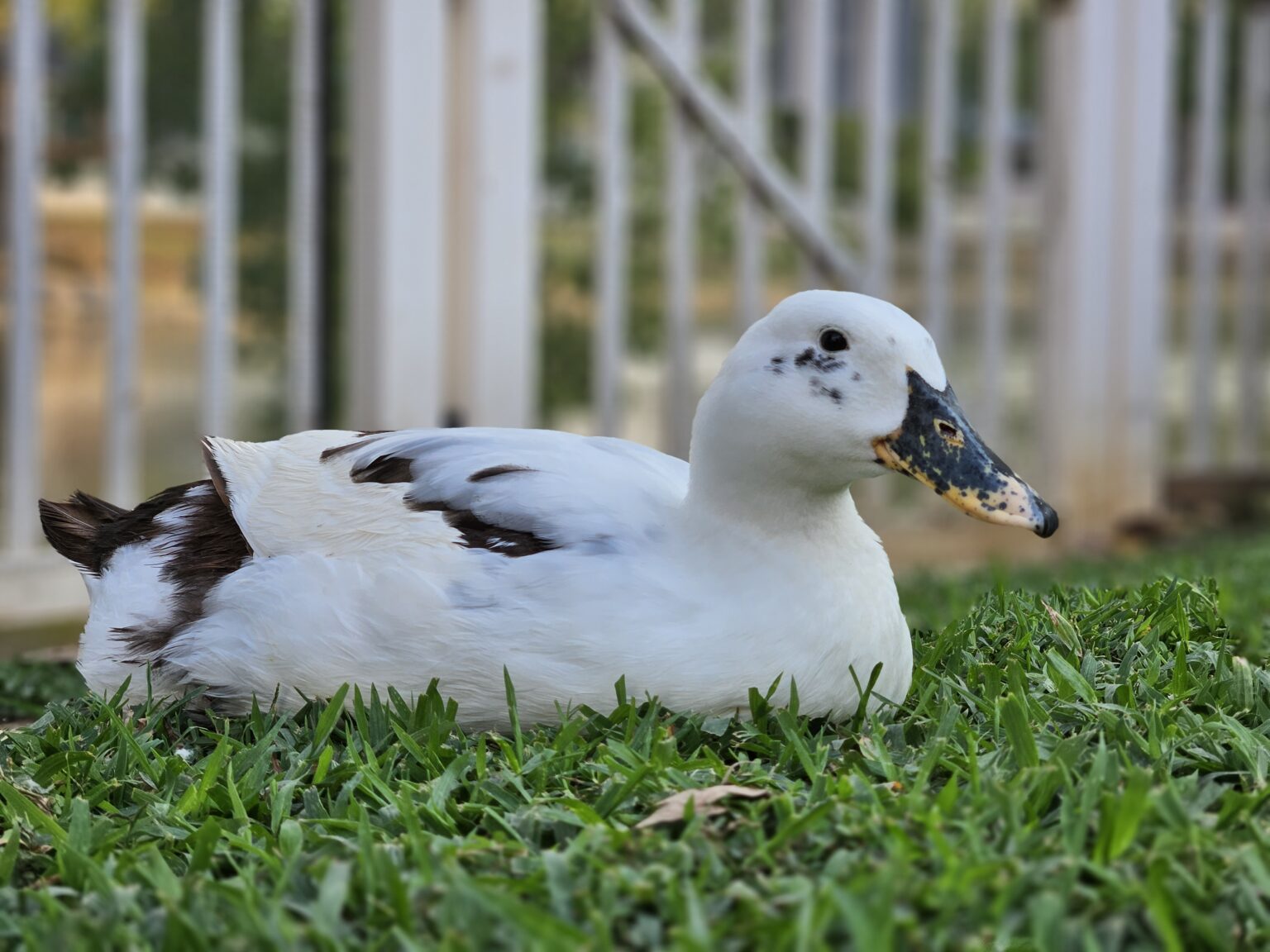 Ancona Duck - A Rare Duck Breed