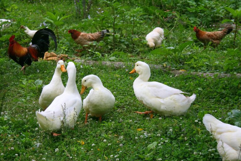 Duck Nutrition Myths vs. Facts: What Your Flock Really Needs