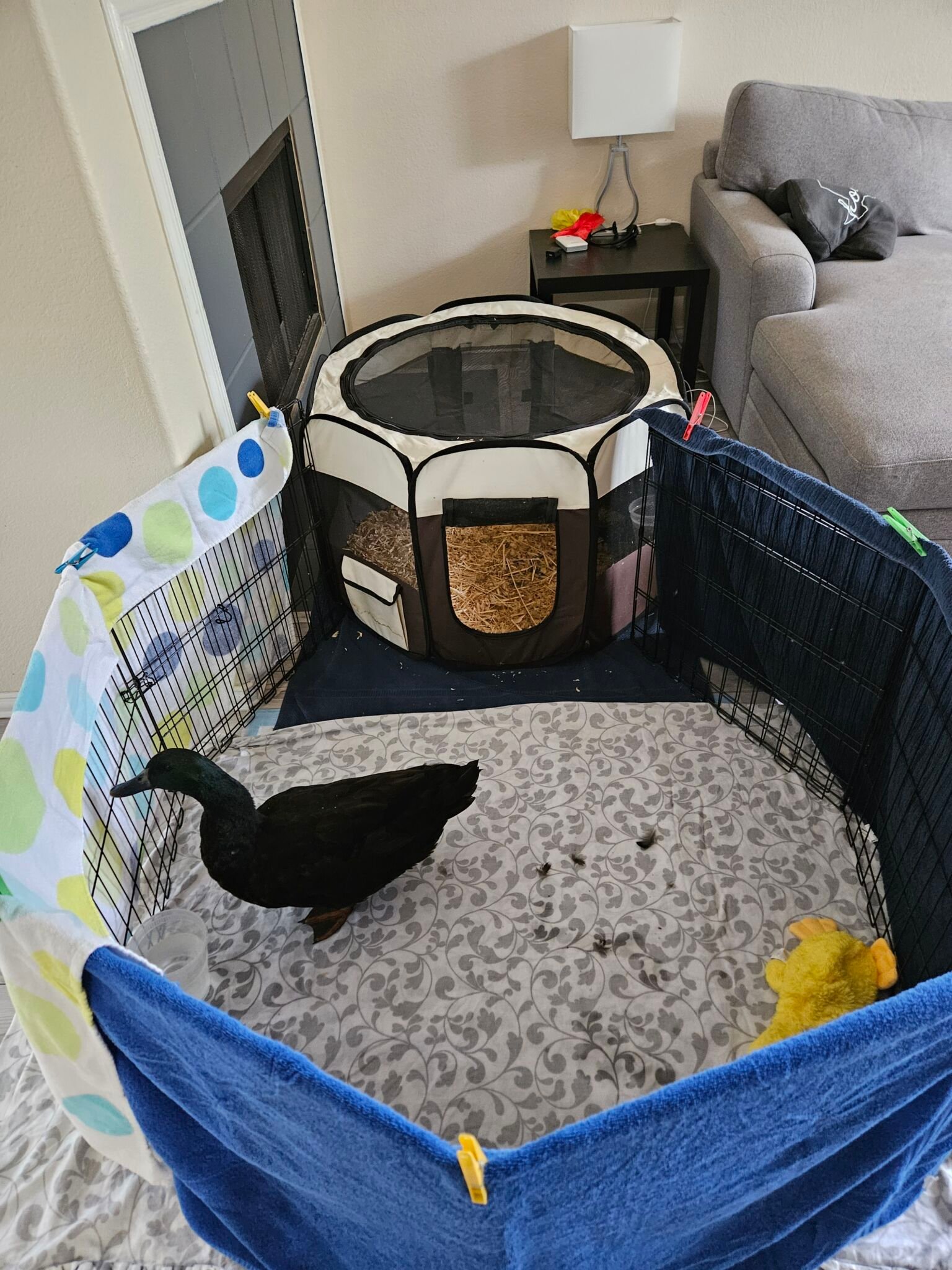 16 Common Duck Health Conditions You Should Know About