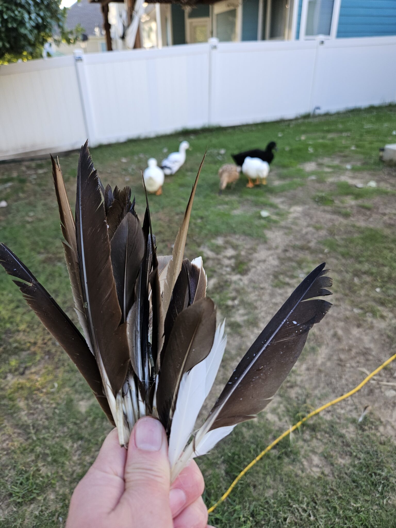 Navigating Pet Duck Molting: A Owner's Handbook