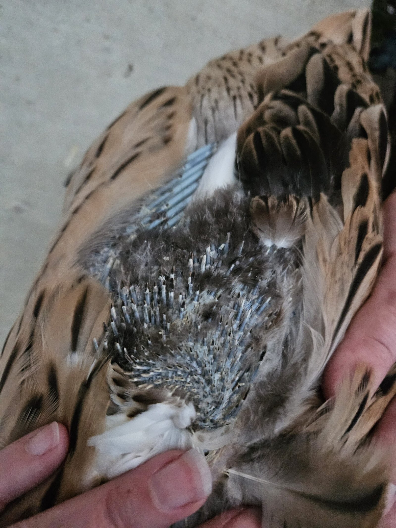 Navigating Pet Duck Molting: A Owner's Handbook