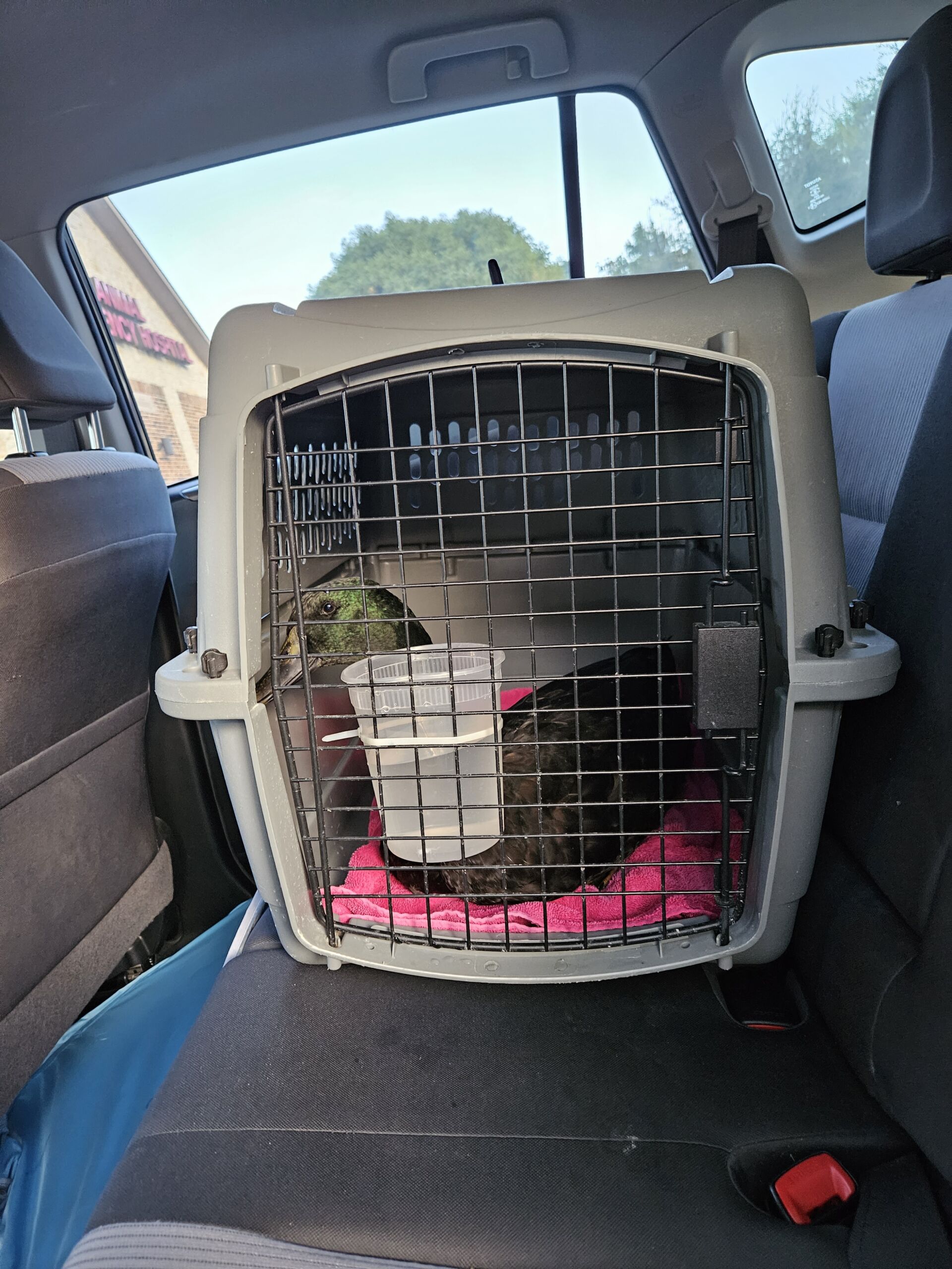 31 Must-have Items for Your Pet Duck First Aid Kit