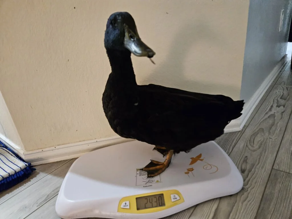 How We Treated the Prolapsed Penis of Our Pet Duck (Case Study)
