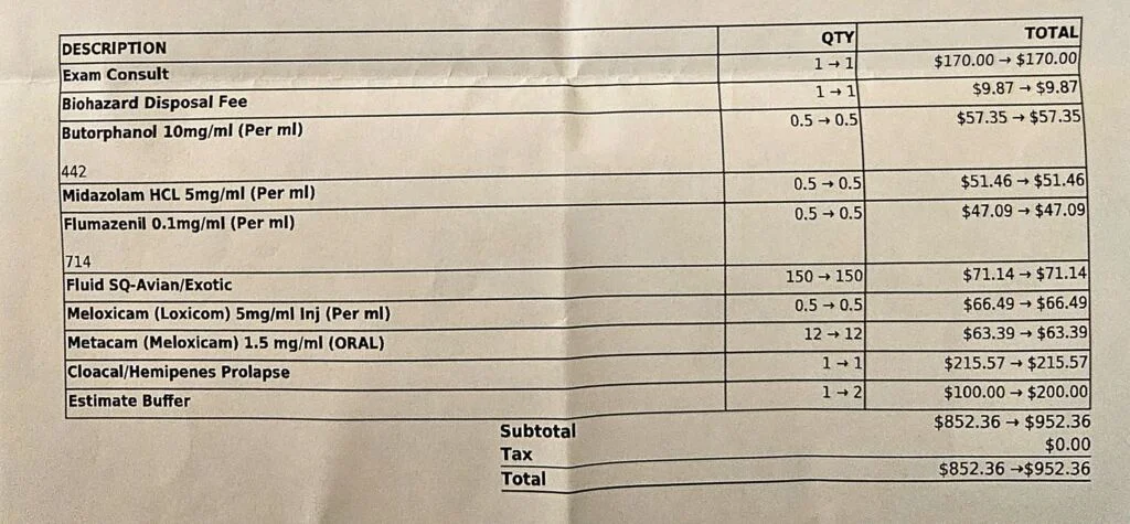 How We Treated the Prolapsed Penis of Our Pet Duck (Case Study)
