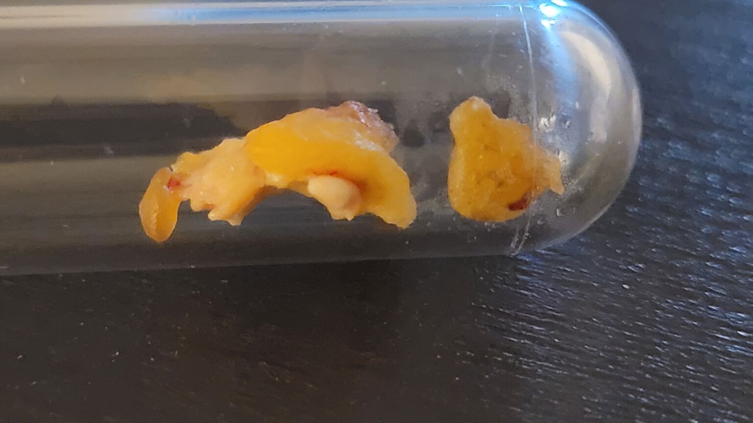 Bumblefoot in Ducks: Symptoms, Causes, and Treatments