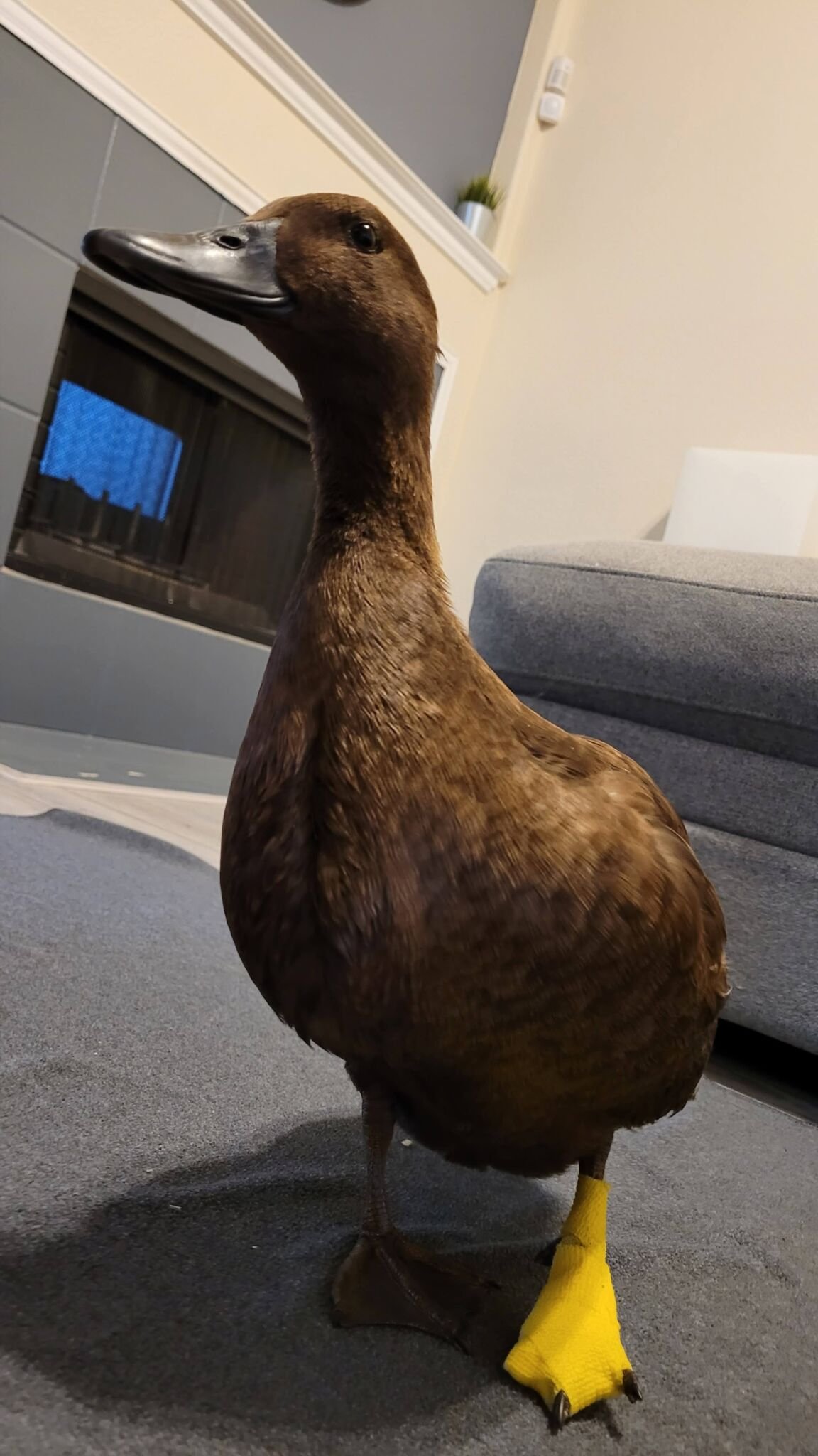 16 Common Duck Health Conditions You Should Know About