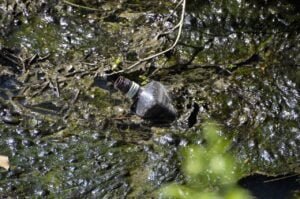 16 Common Duck Health Conditions You Should Know About