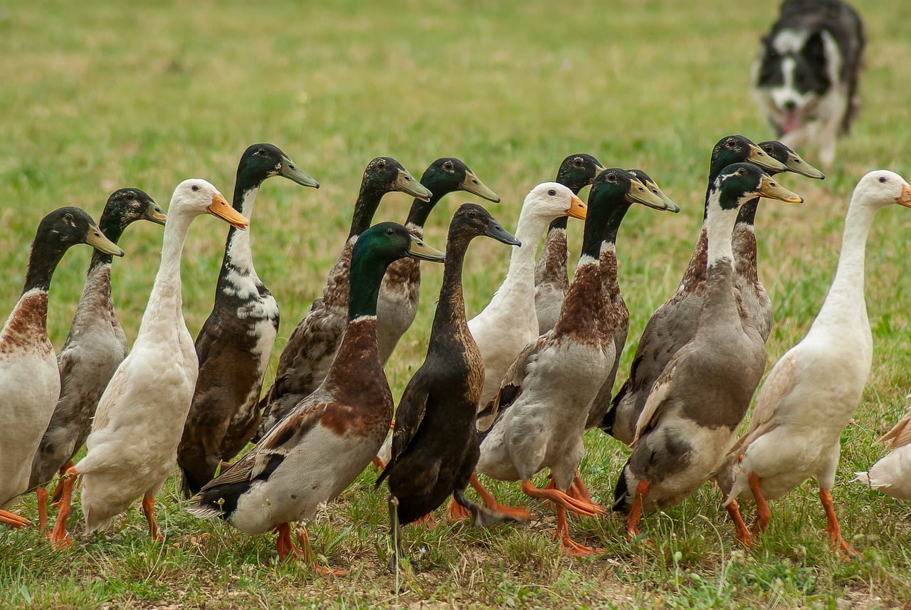 How Long Do Ducks Live?