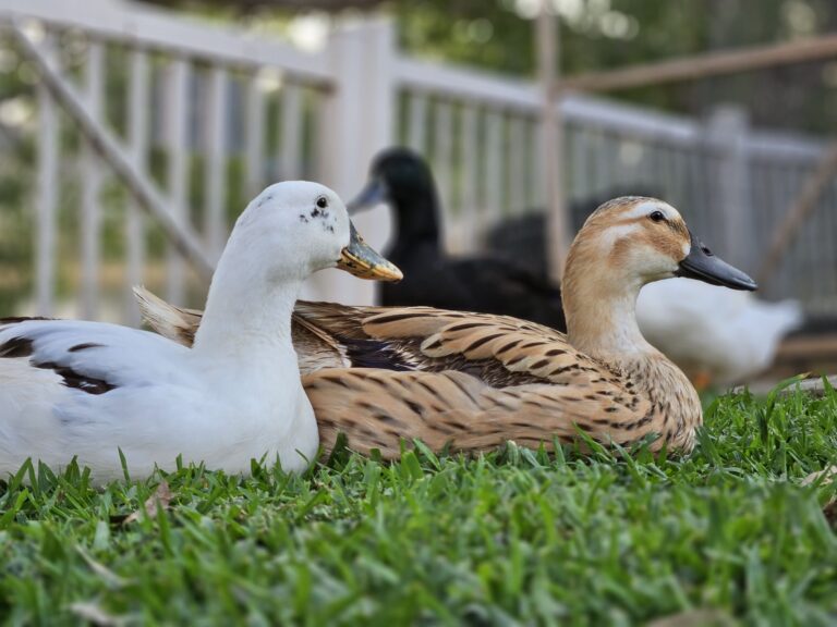 Pet Ducks: The Ultimate Guide to Keeping and Caring for Them