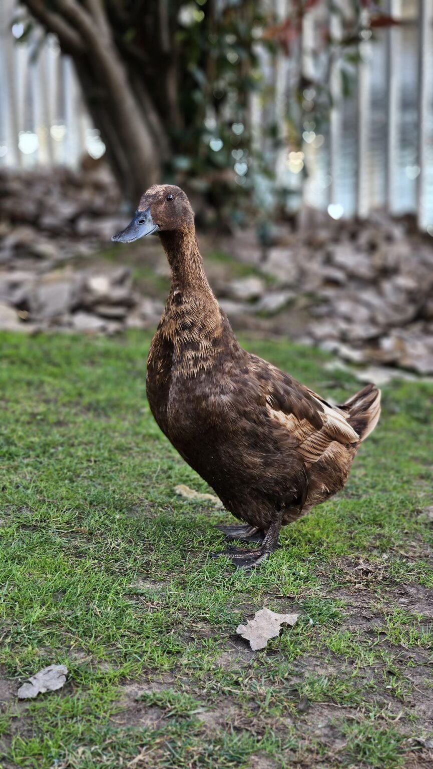 No Eggs from Your Ducks? Discover 7 Reasons Why
