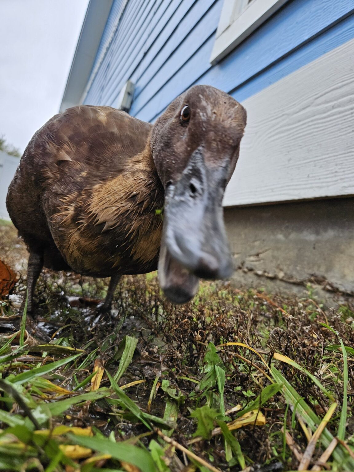 The Pet Duck Blog for New and Experienced Owners
