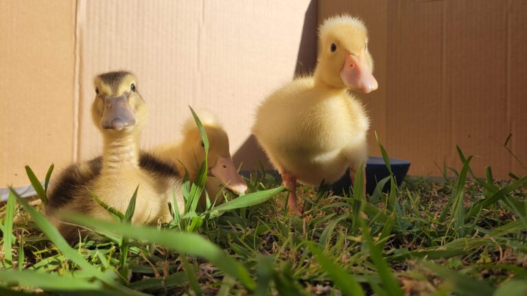How Old Is My Duck in Human Years? A Guide to Duck Life Stages