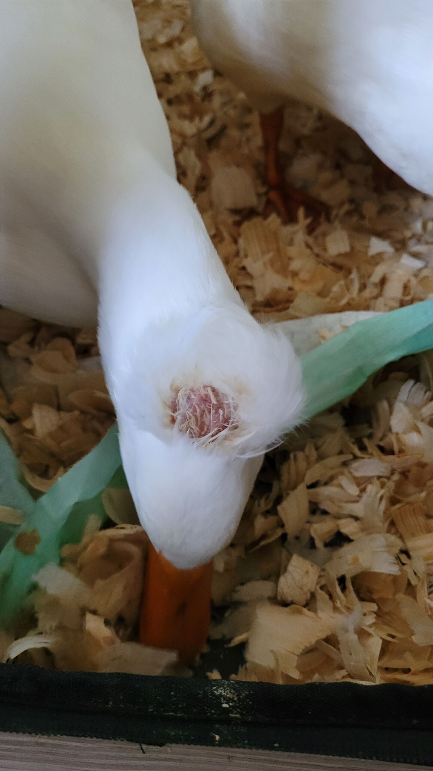 Crested Ducks: Pets with a Genetic Defect