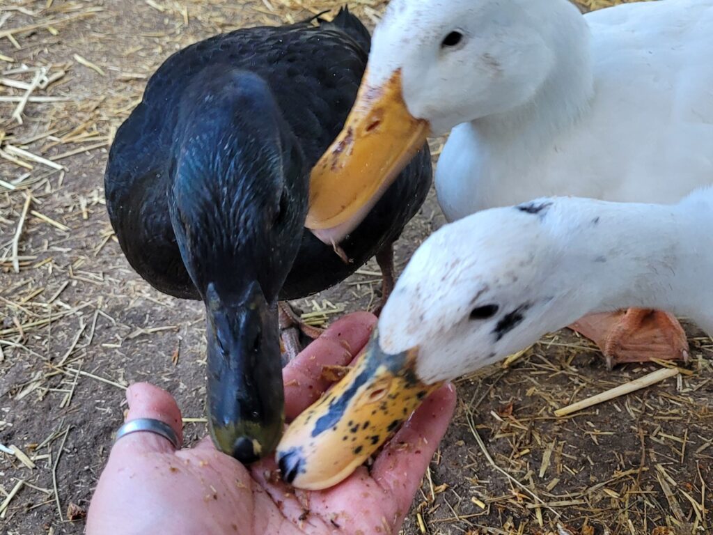 How To Get A Duck to Trust You?