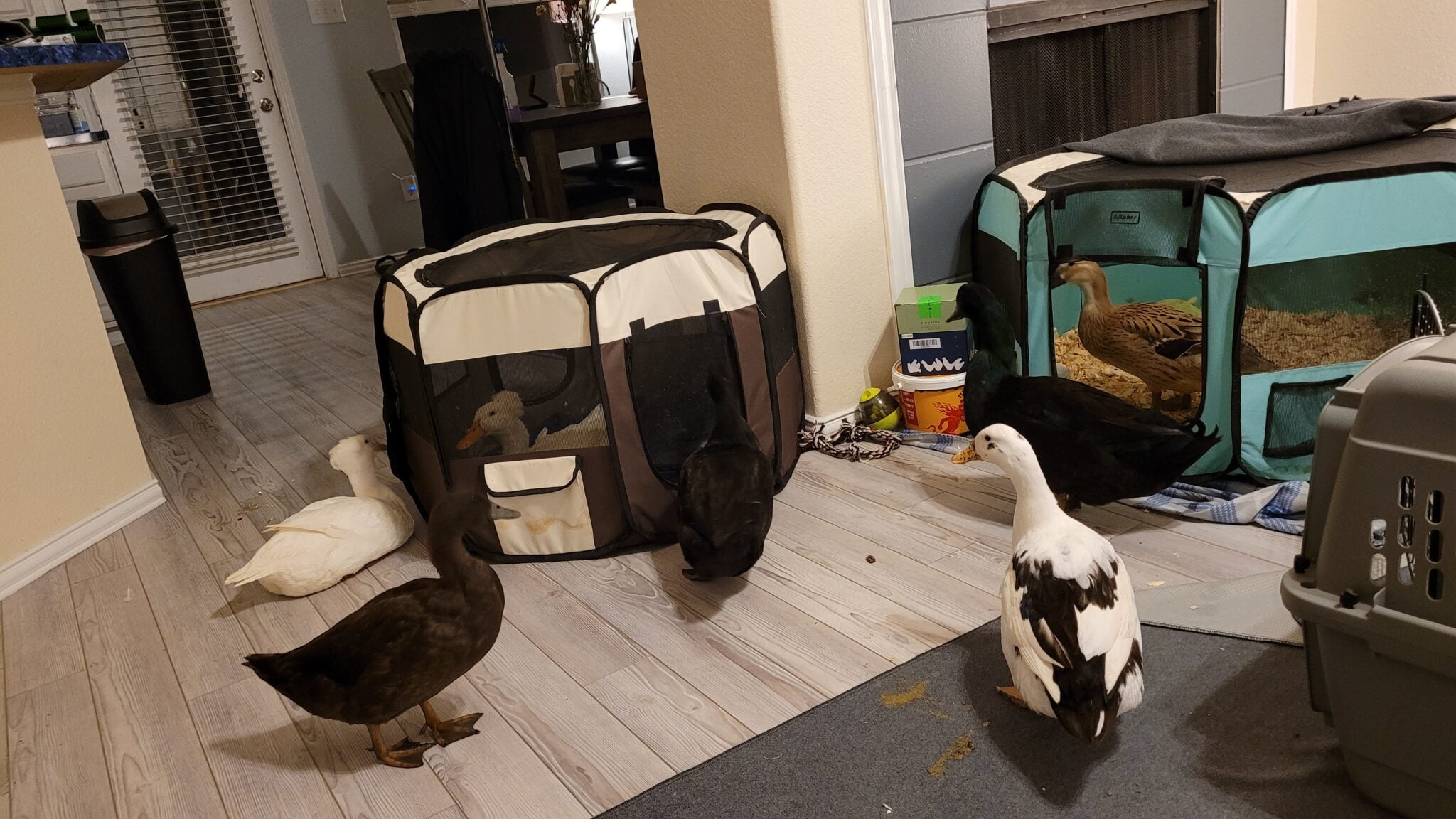 7 Must-Have Pet Duck Accessories