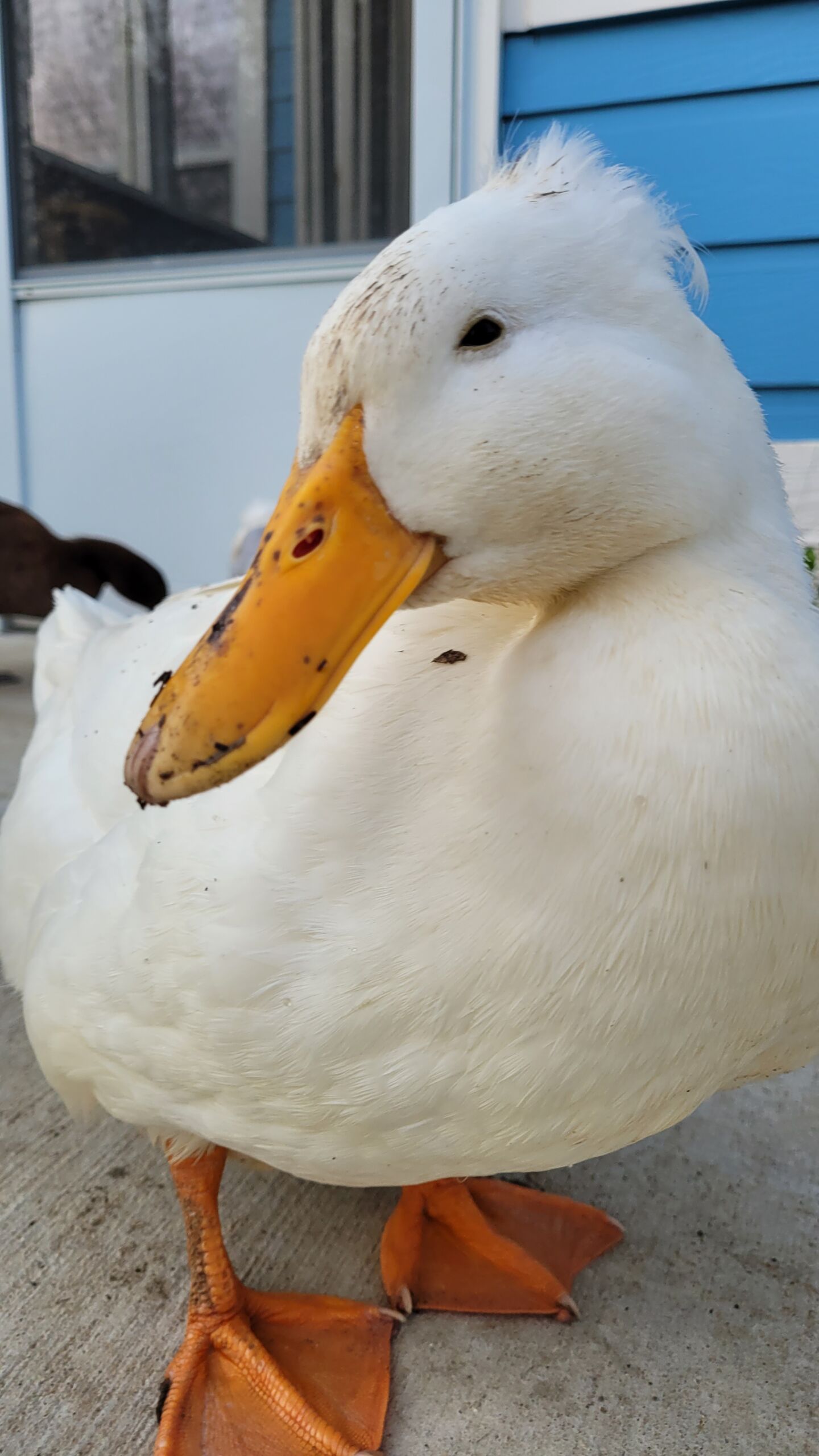 Crested Ducks: Pets with a Genetic Defect