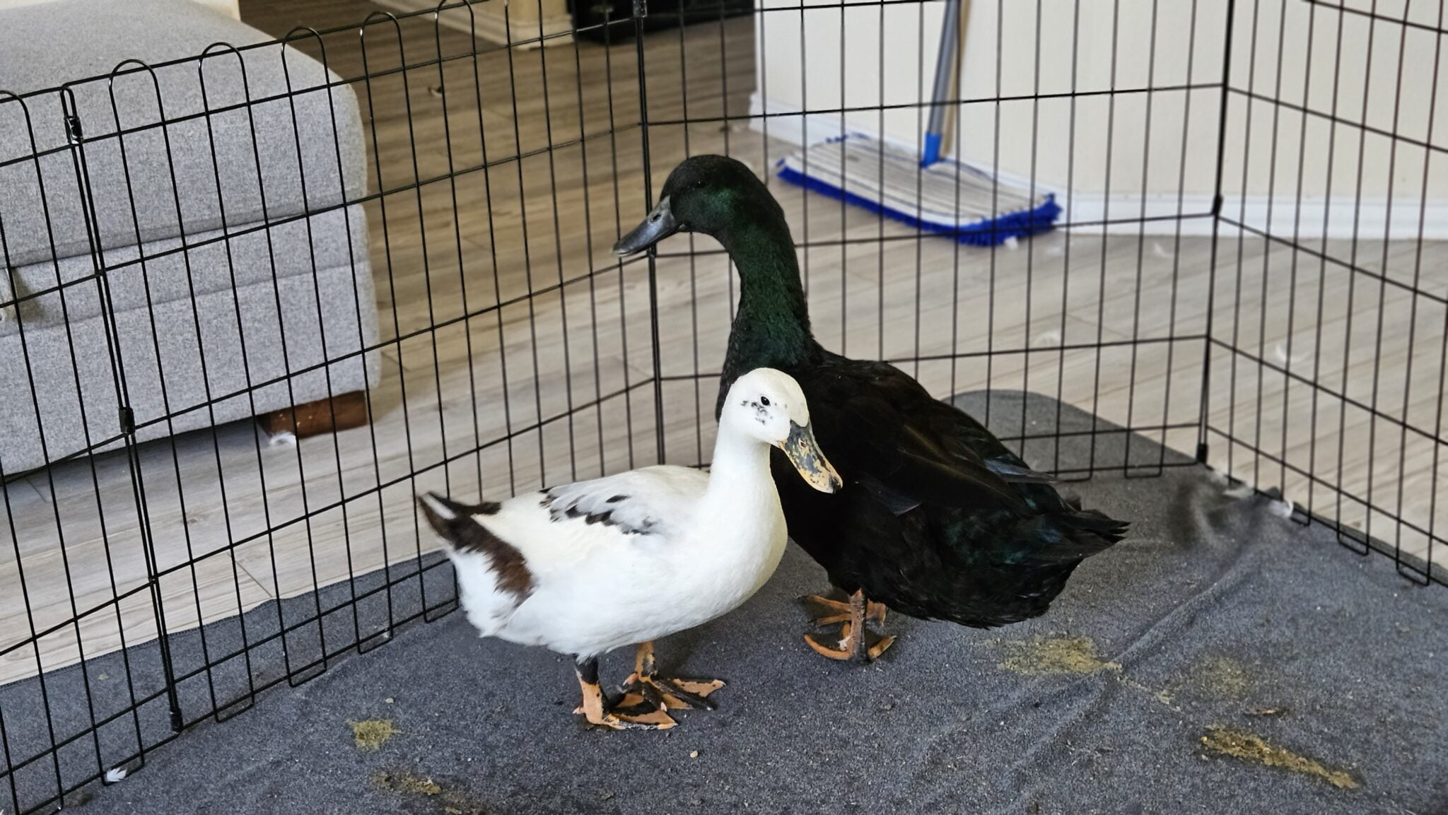 7 Must-Have Pet Duck Accessories