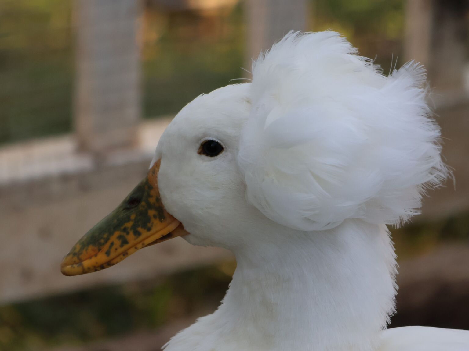 How To Get A Duck to Trust You? - Ducks of Providence