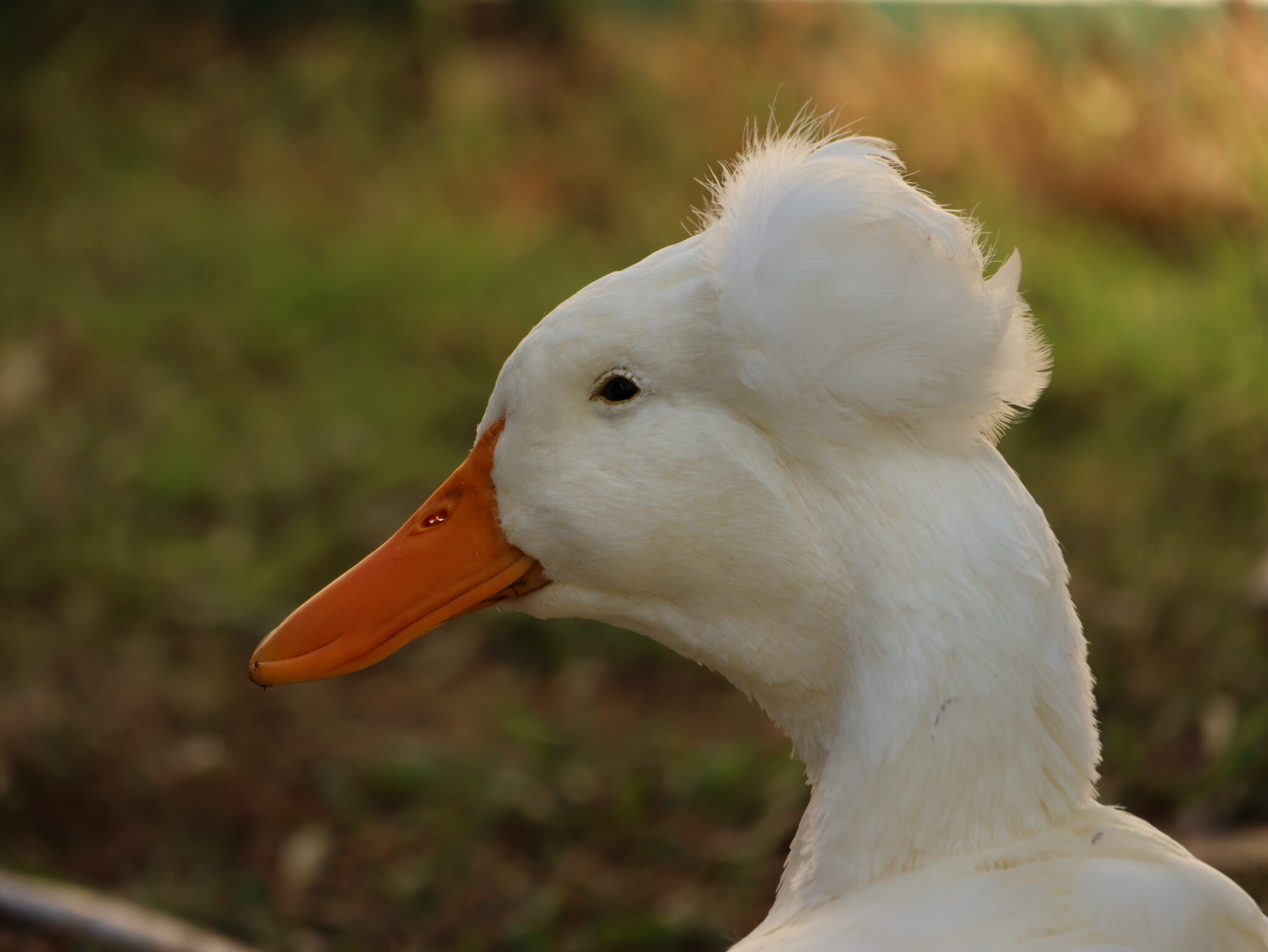 Crested Ducks: Pets with a Genetic Defect