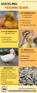 Hatching Ducklings Like a Pro: Step-by-Step Incubation & Brooder Guide!