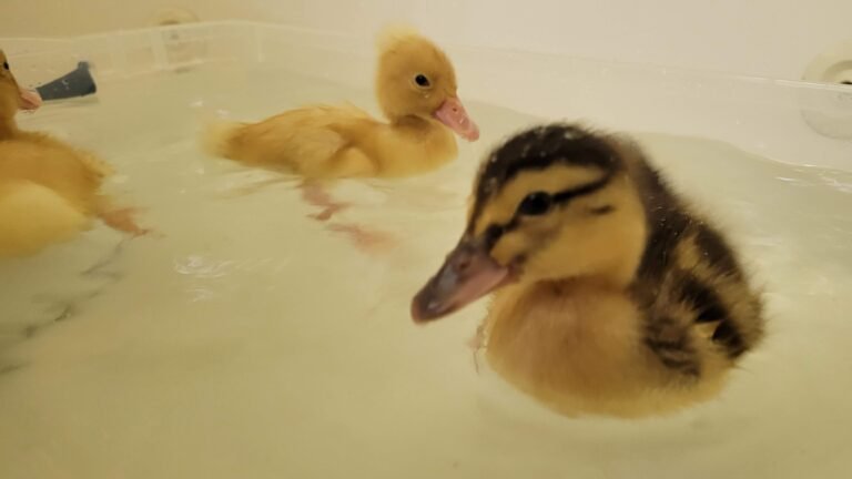 Hatching Ducklings Like a Pro: Step-by-Step Incubation & Brooder Guide!