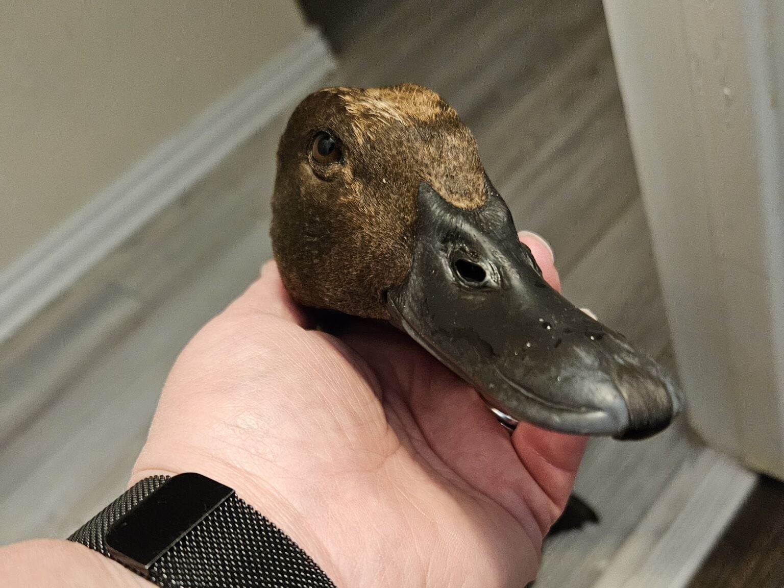 Ducks as Emotional Support Animal: What You Should Know
