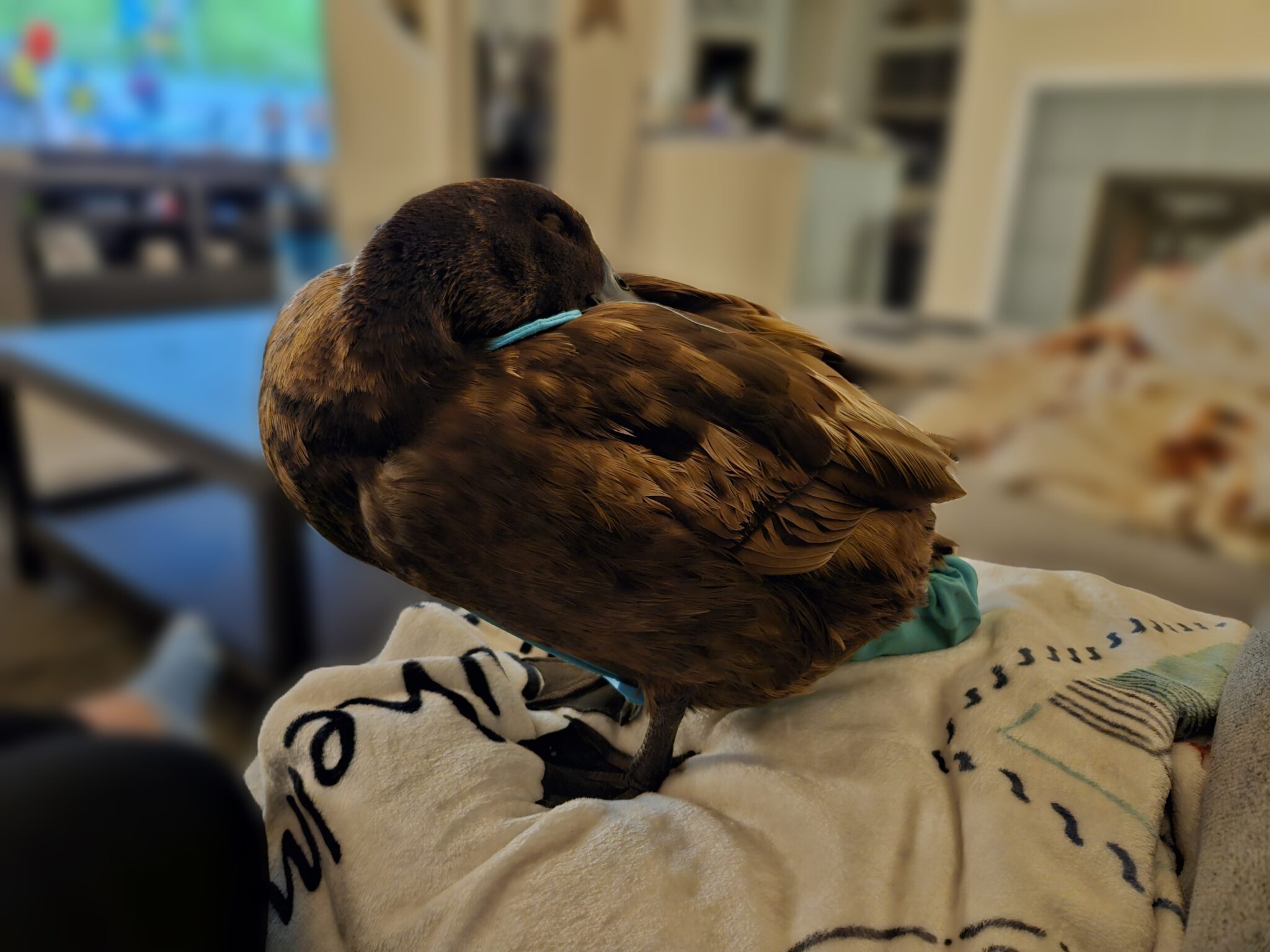 Everything You Need to Know About Duck Diapers