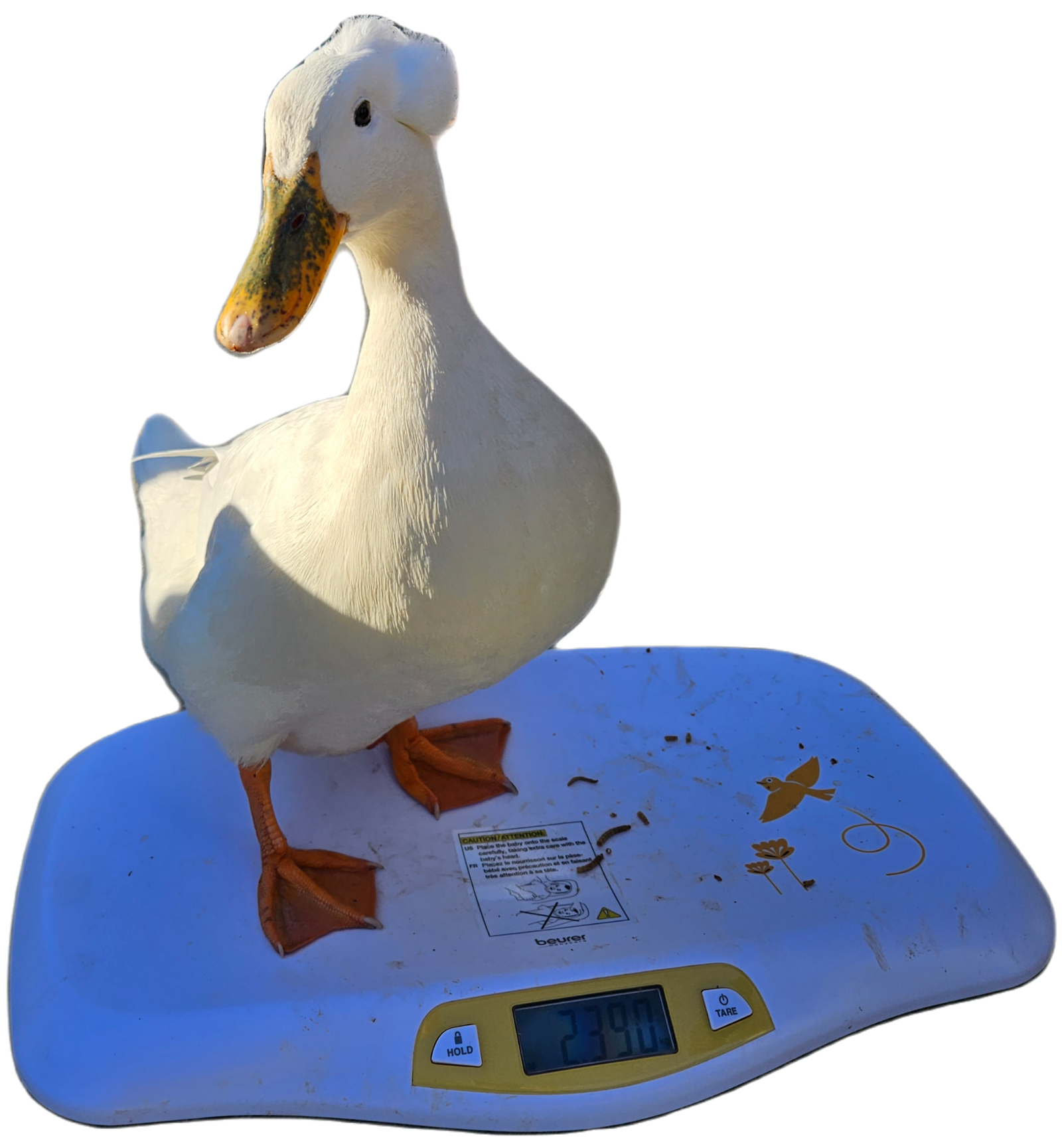 31 Must-have Items for Your Pet Duck First Aid Kit
