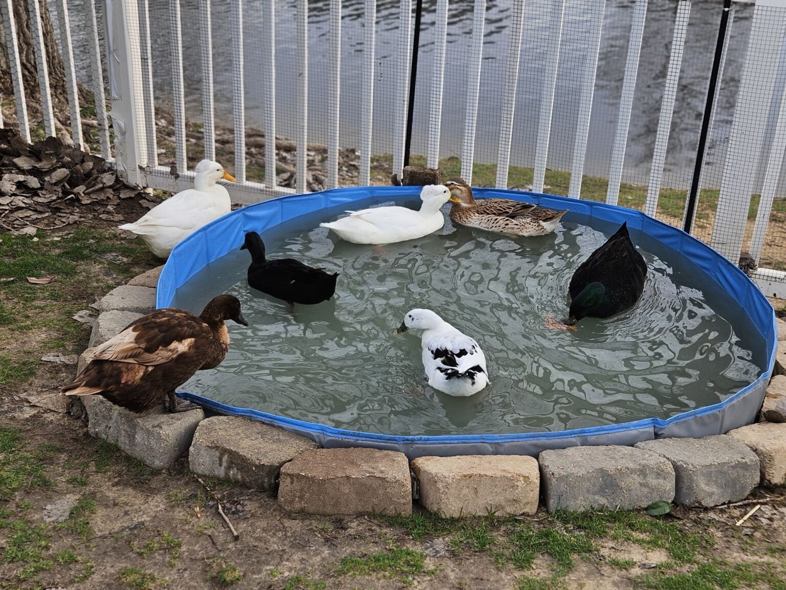 Quackonomics 101: Exploring Pet Duck Cost