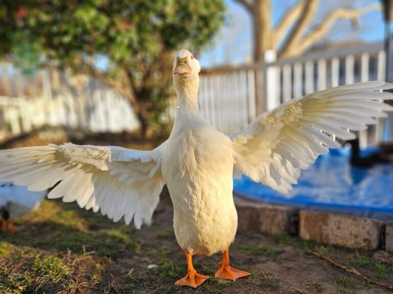 How to Conduct a Duck Health Check: A Comprehensive Guide