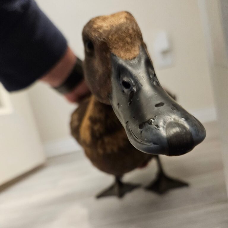 Can You Keep Ducks Indoors as a House Pet?