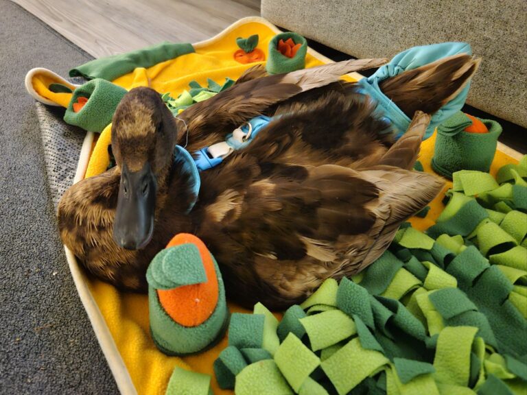 7 Must-Have Pet Duck Accessories
