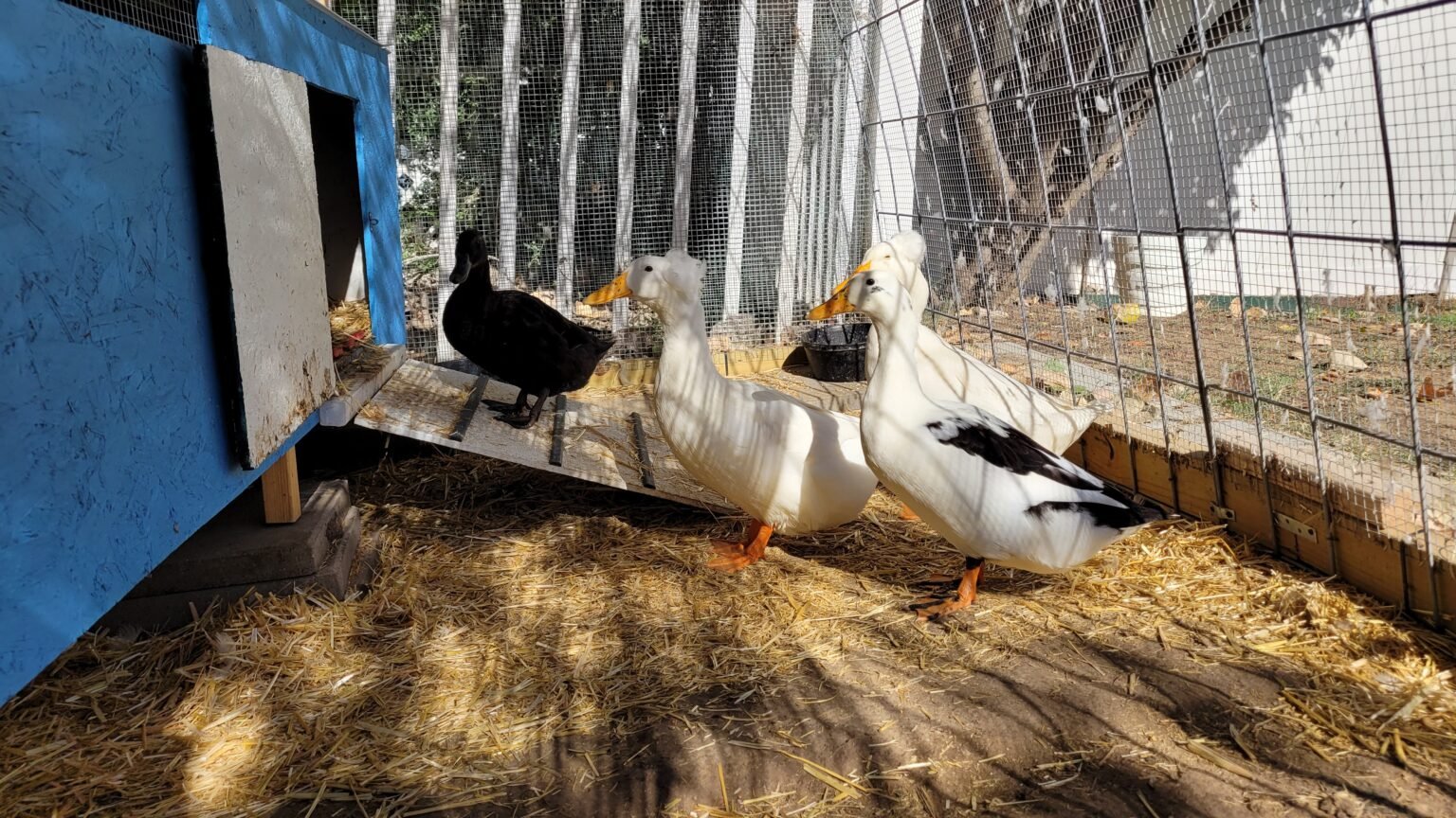 Super Easy DIY Duck House