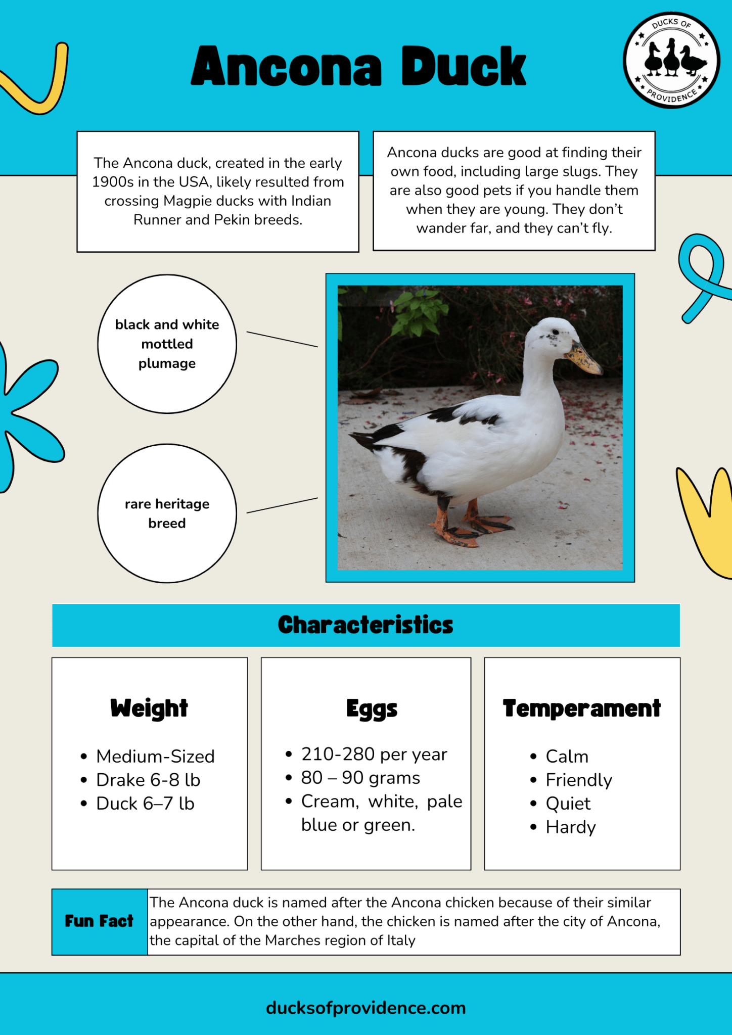 Ancona Duck - A Rare Duck Breed