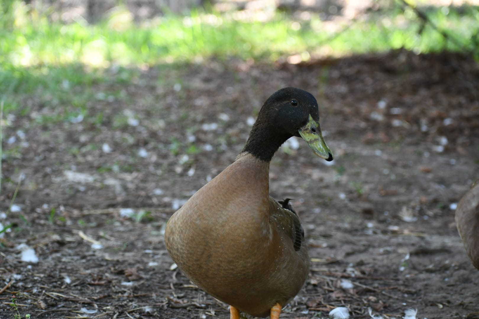 Khaki Campbell: The Champion Egg Layer That Can (Almost) Fly