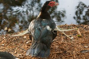 Angel Wing in Ducks (Causes, Treatments, and More)