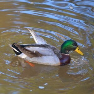 Angel Wing in Ducks (Causes, Treatments, and More)